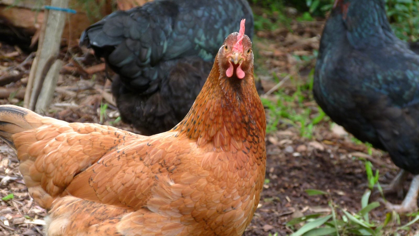 Health of Your Chickens | Paw Printz